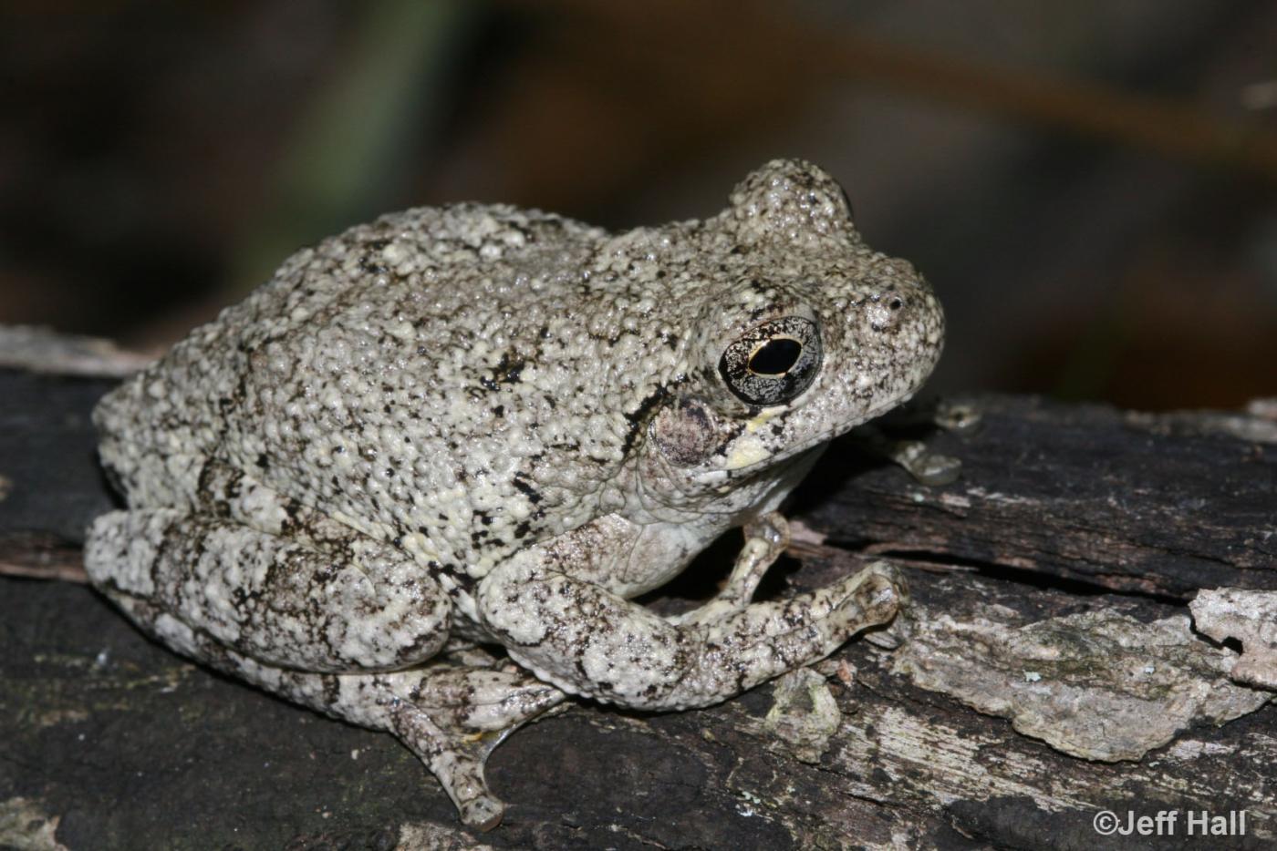 Gray Tree Frog Cope's and Northern | NC Wildlife